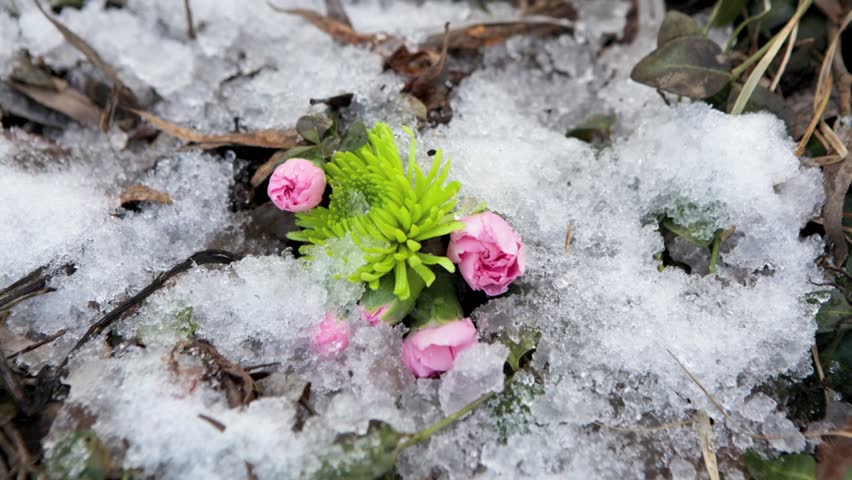 Time-lapse, Spring, Snow Melt Concept Stock Footage Video (100% Royalty ...