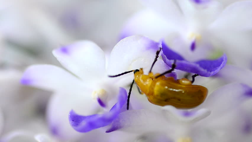 Insect Eating Orchids Flower Stock Footage Video (100% Royalty-free ...
