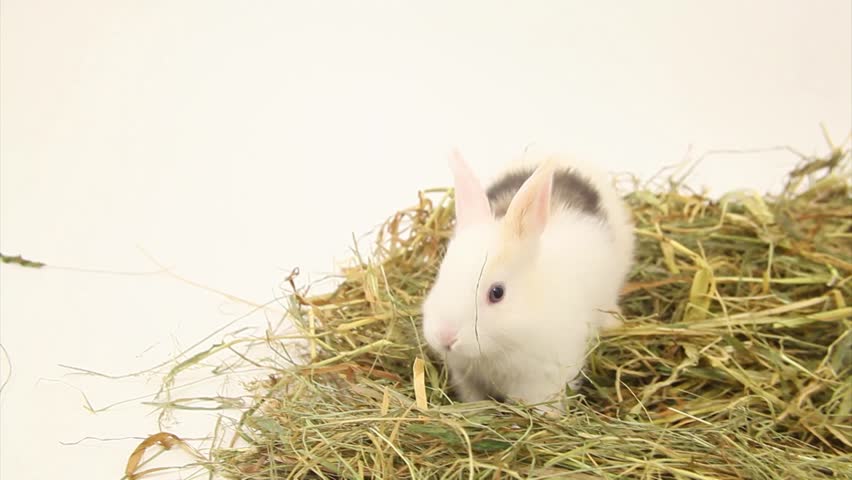 Rabbit Stock Footage Video (100% Royalty-free) 3735467 | Shutterstock