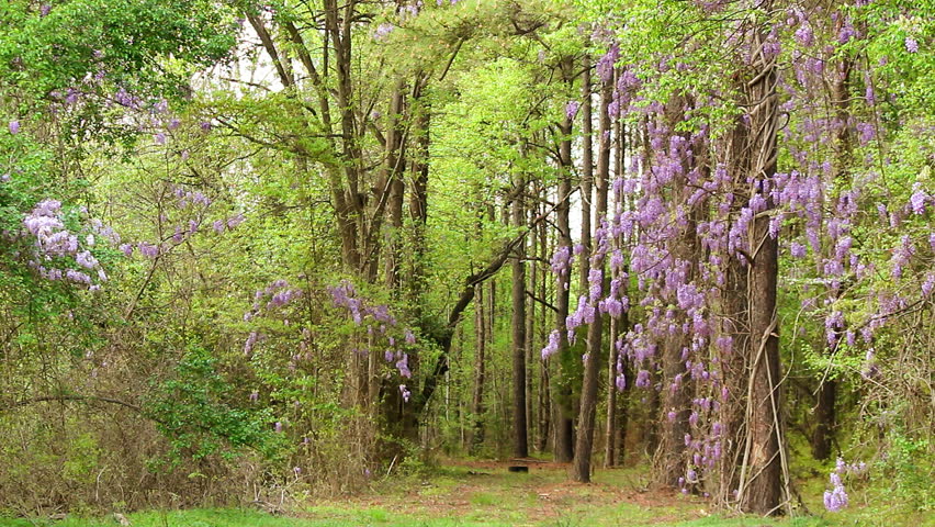 Stock Video Clip of Beautiful wisteria blossom vines wrap around pine ...