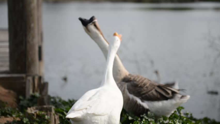 A Couple of Geese Stock Footage Video (100% Royalty-free) 3742217 ...