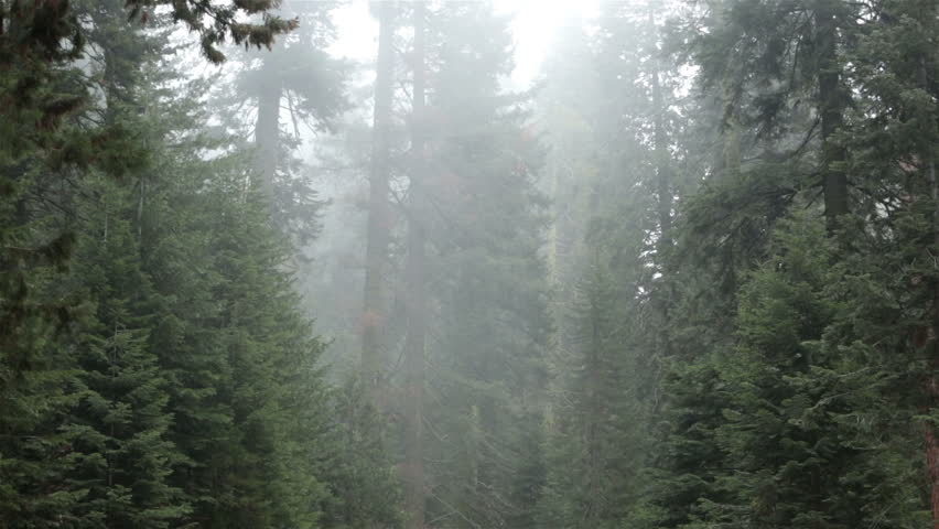 Stock video of sequoia national park redwoods mist and | 3802397 ...