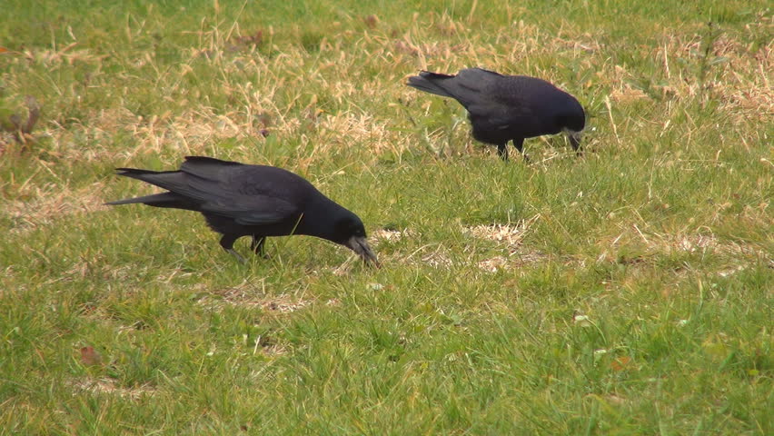 Crows Searching for Nuts, Food Stock Footage Video (100% Royalty-free ...