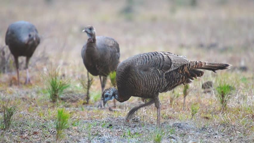 Wild Turkey Hens Feeding in Stock Footage Video (100% Royalty-free ...