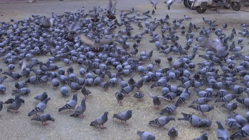 Many Pigeons in Jaipur Square, Stock Footage Video (100% Royalty-free ...