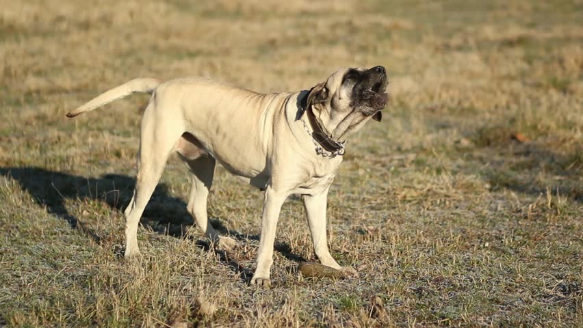 Do Mastiffs Bark