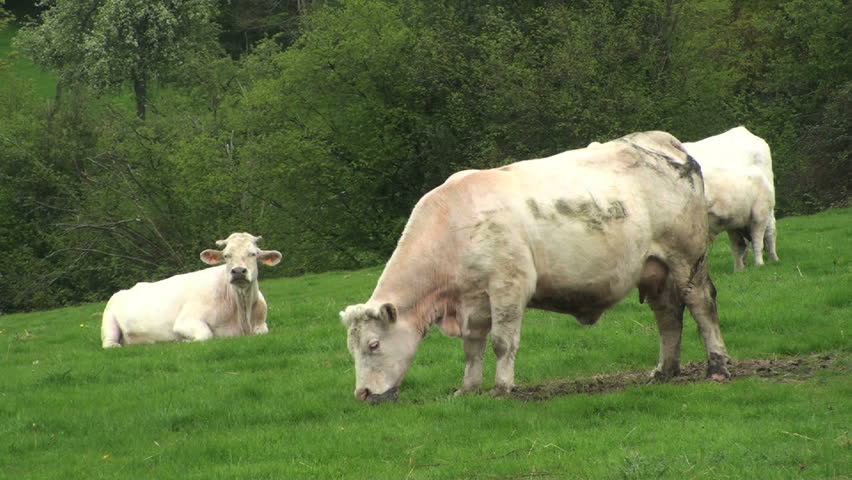 1920x1080 Cows Chewing the Cud Stock Footage Video (100% Royalty-free ...