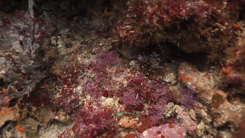 Rock Lobster (crayfish) Hiding Under Stock Footage Video (100% Royalty ...