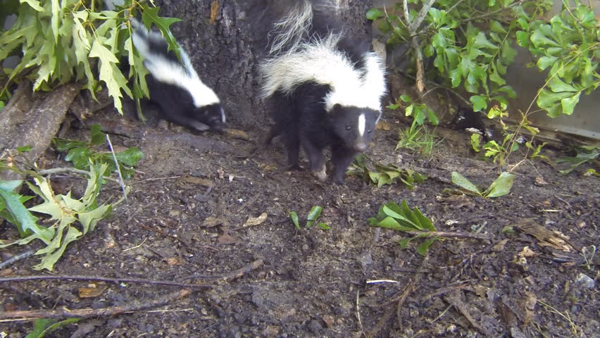 Stock video of striped skunks in georgia, (mephitis mephitis) | 4173697 ...