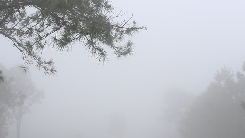 Pine in Mist. Stock Footage Video (100% Royalty-free) 4215637 ...