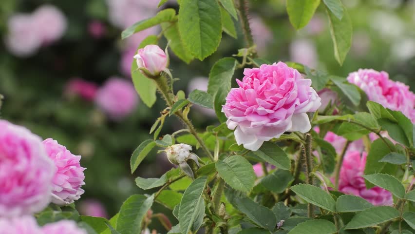 Stock video of cabbage rose (rosa x centifolia 'catherine | 4273397 ...