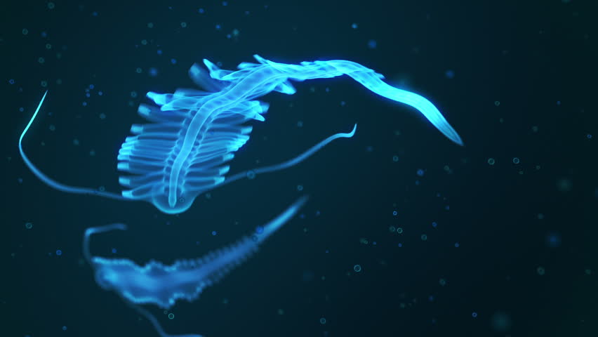 Deep Sea Stock Footage Video | Shutterstock