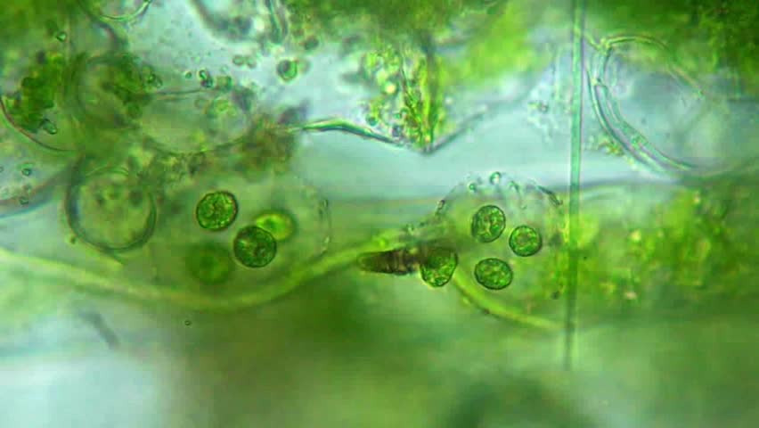 Microalgae Stock Footage Video | Shutterstock