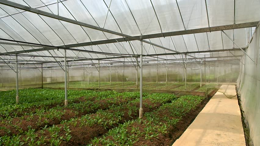 Vegetables Farm with Netting to Stock Footage Video (100% Royalty-free ...