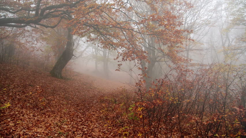 Stock video of autumn fog forest, blowing in the | 4410497 | Shutterstock