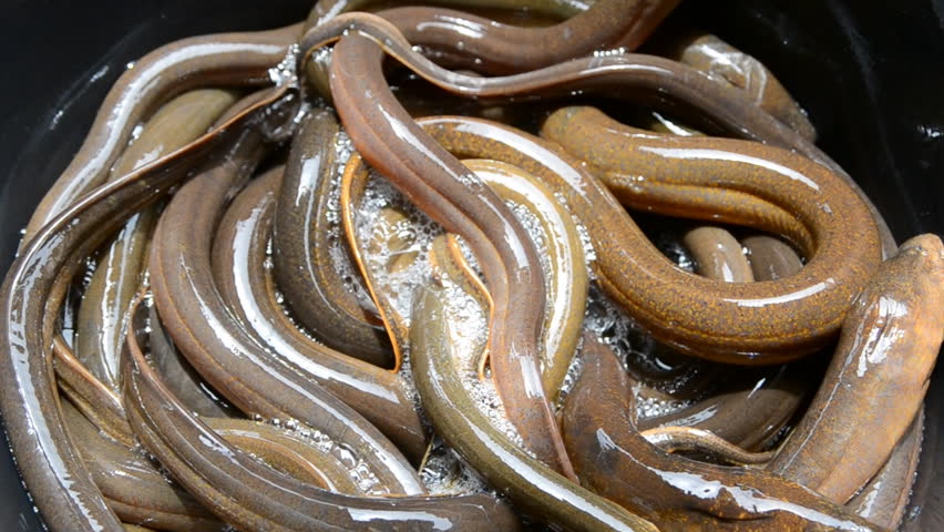 Eels Stock Footage Video 8869768 | Shutterstock