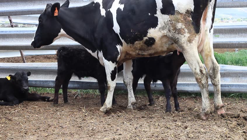 New Baby Cow Sucking from Stock Footage Video (100% Royalty-free ...