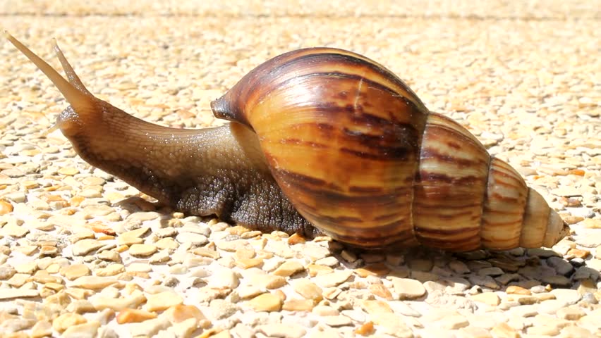 Snail Walking On Footpath Stock Footage Video (100% Royalty-free ...