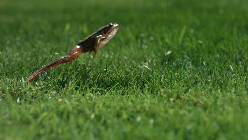 frog jumping in grass, slow motion 스톡 비디오 | 4661927 | Shutterstock