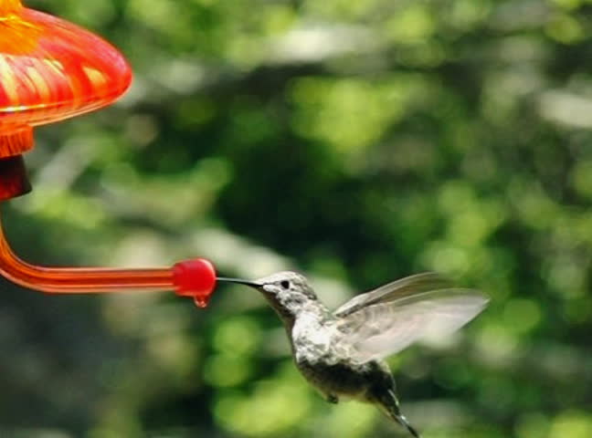Stock video of high speed camera : hummingbird 16 | 471577 | Shutterstock