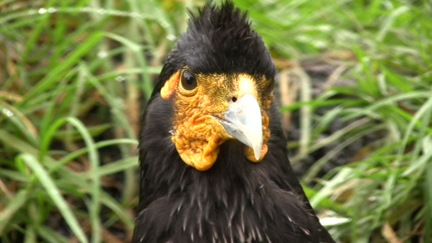Carunculated Caracara (phalcoboenus Carunculatus) in Stock Footage ...
