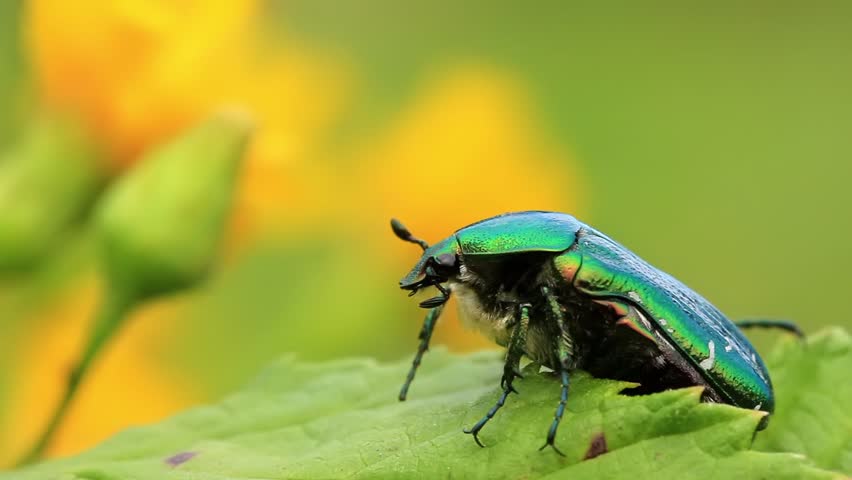 Big Green Beetle Stock Footage Video (100% Royalty-free) 4880417 ...