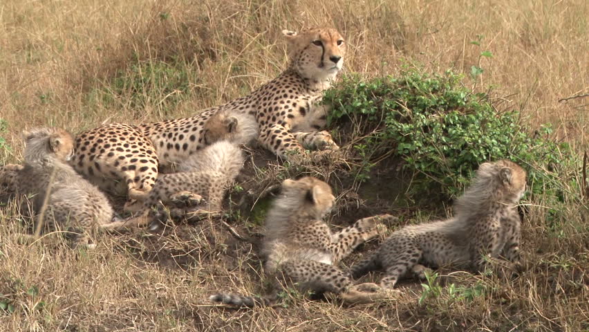 Cheetah Cubs image - Free stock photo - Public Domain photo - CC0 Images