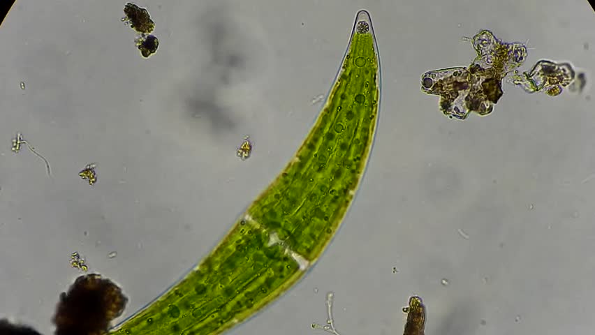 Stock video of full hd. live cell of closterium | 4949537 | Shutterstock
