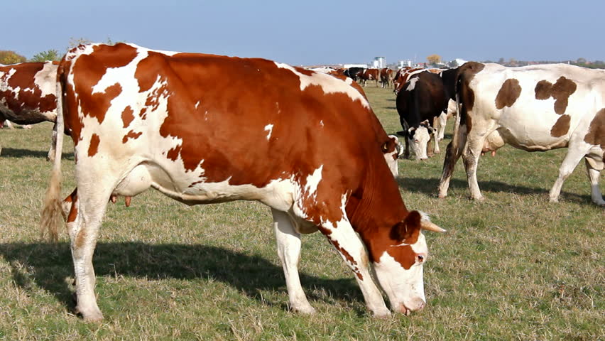 Deep Red Cattle Cow Grazing + Newborn Calf. Deep Red Cattle Have Few ...