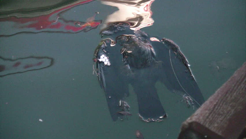 Water Pollution and Dead Bird Stock Footage Video (100% Royalty-free ...