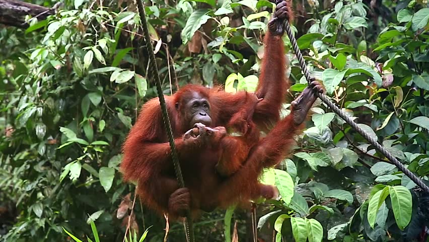 Orangutan image - Free stock photo - Public Domain photo - CC0 Images