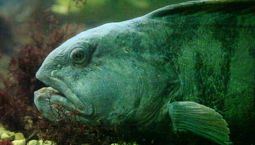 Atlantic Wolffish, Anarhichas Lupus, in Stock Footage Video (100% ...
