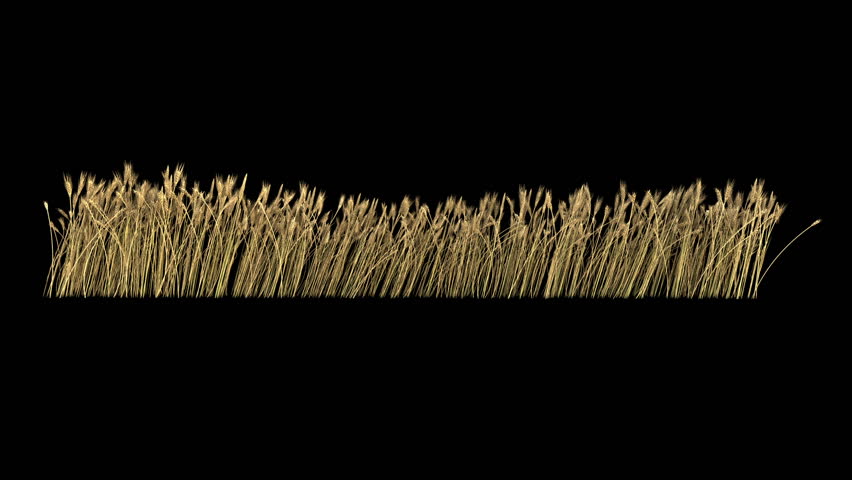 Looped Line of Wheat On Stock Footage Video (100% Royalty-free) 5144927 ...