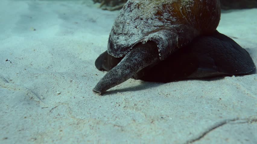Stock Video Clip of baler snail hunting along sand (Melo amphora ...