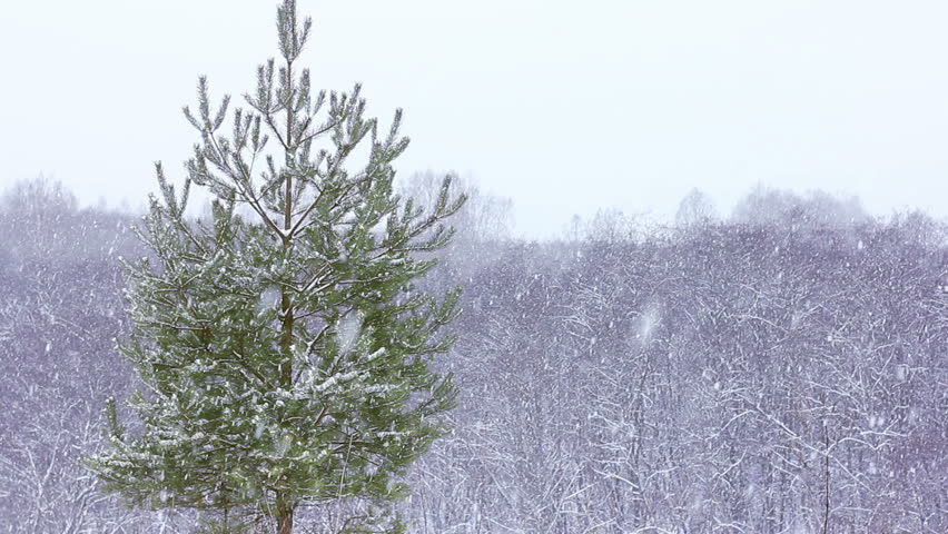 Calm Winter Scene. Snow Falling Stock Footage Video (100% Royalty-free ...