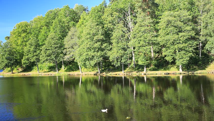 Beautiful View of Tress and Stock Footage Video (100% Royalty-free ...
