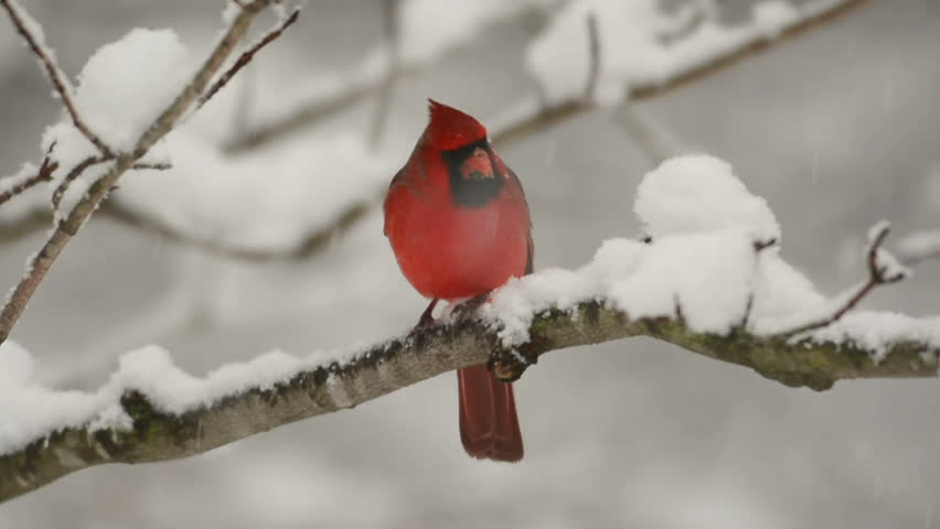 Northern Cardinal Perched On a Stock Footage Video (100% Royalty-free ...