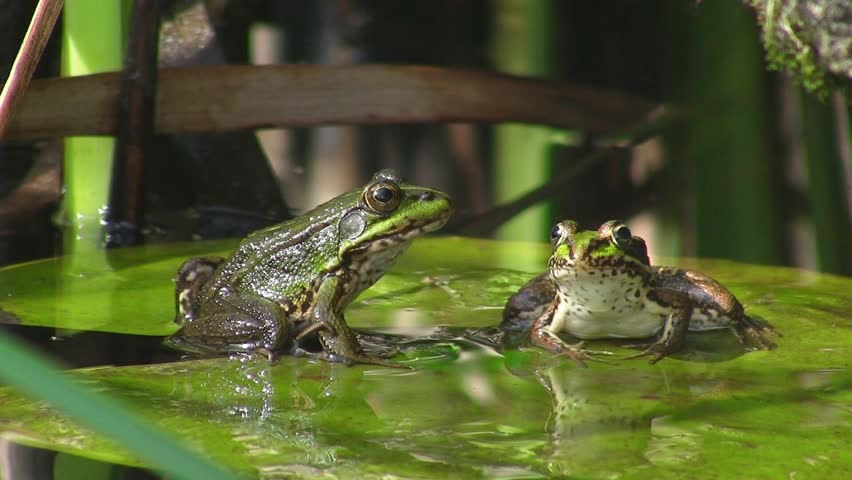 Frogs In Pond Stock Footage Video 397300 | Shutterstock