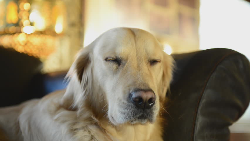 Close Up Shot Of A Tired And Sleepy Golden Retriever Trying To Doze Off HD Stock Footage Video ...