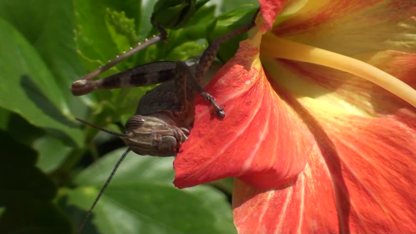 Big Locust Feeding with Japanese Stock Footage Video (100% Royalty-free ...