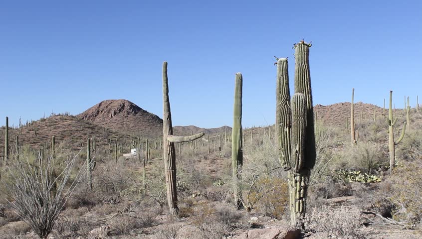 Stock video of desert bushes blow in breeze while | 5528057 | Shutterstock