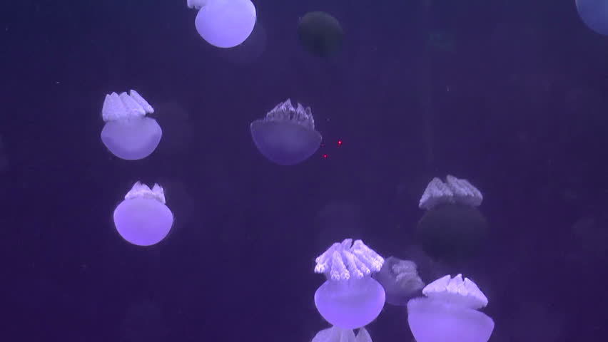 Blubber Jellyfish(catostylus Mosaicus) Jelly Blubber, Stock Footage ...
