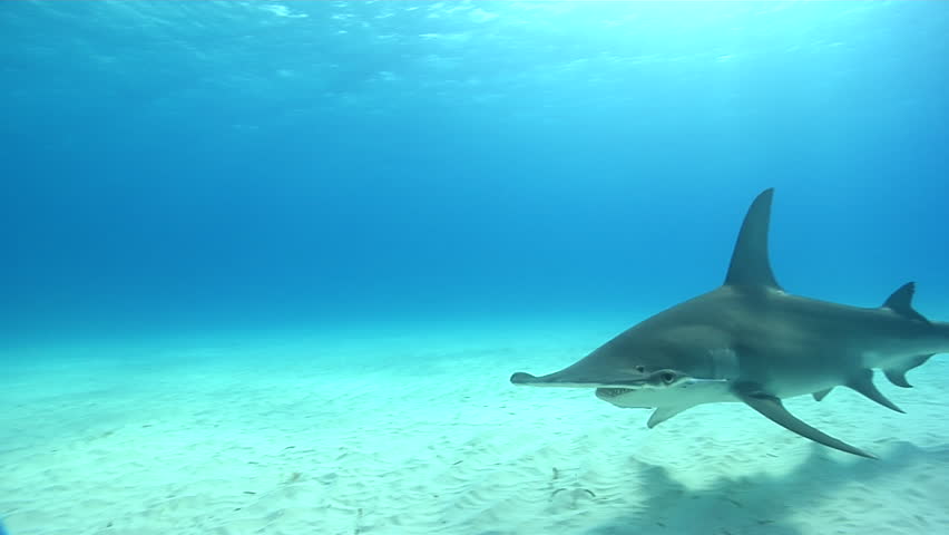 Saltwater Game Fish Underwater