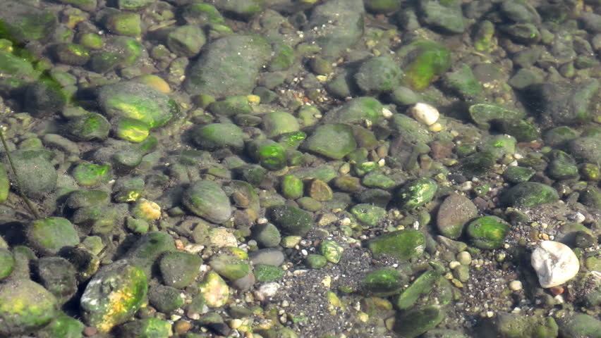 Small Fish in a Clear Stock Footage Video (100% Royalty-free) 555637 ...