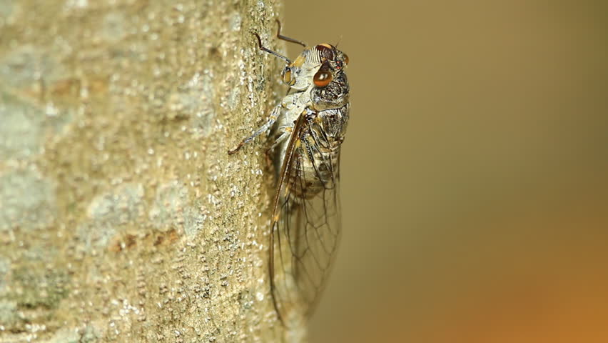 Cicada Drink and Pee the Stock Footage Video (100% Royalty-free ...