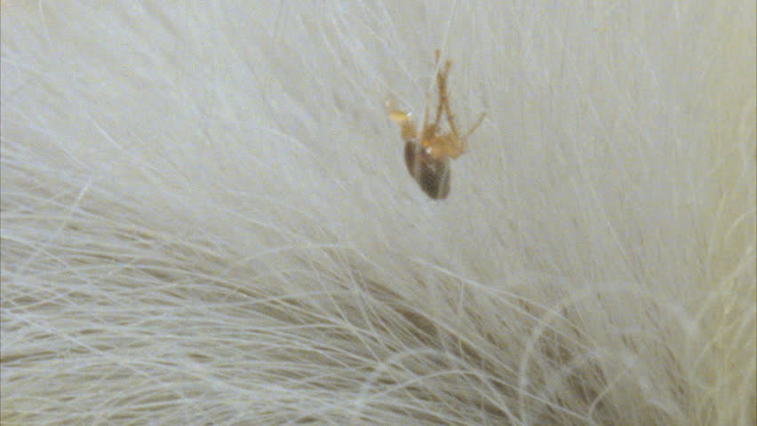 Flea Crawling Through Cat Fur Stock Footage Video (100% Royalty-free ...