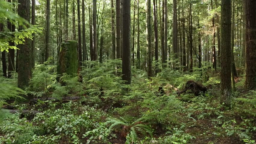 Woods Forest. Trees Background. Green Nature Landscape. Wilderness ...