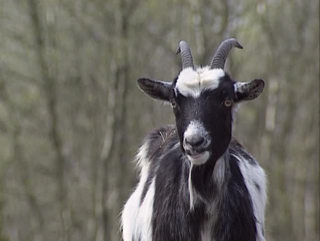 Ruminant Female Black Goat - On Camera. The Dutch Landrace Goat Breed ...