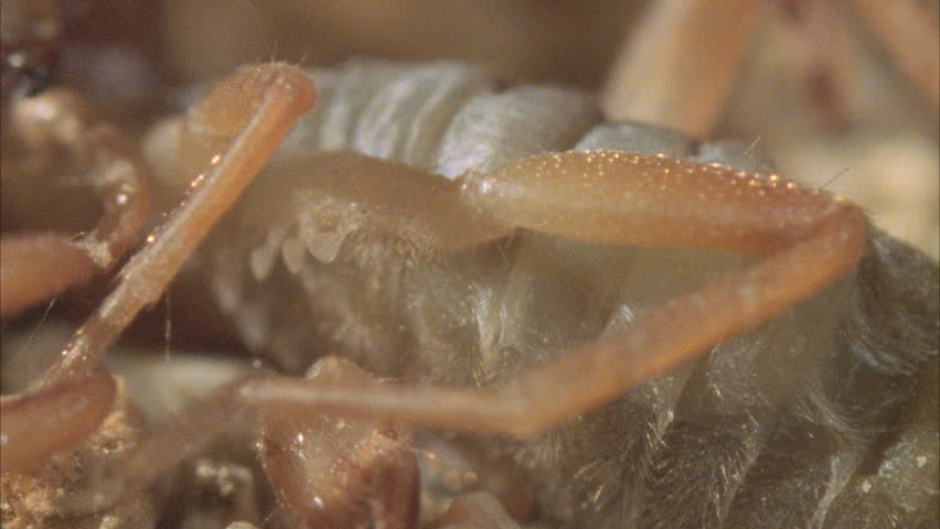 Stock video of pan from prey to scorpion mouthparts | 5753237 ...