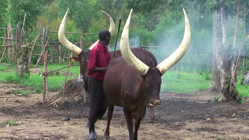 VIRUNGA, RWANDA - CIRCA DEC, 2011: Man Caring For Ankole-Watusi ...
